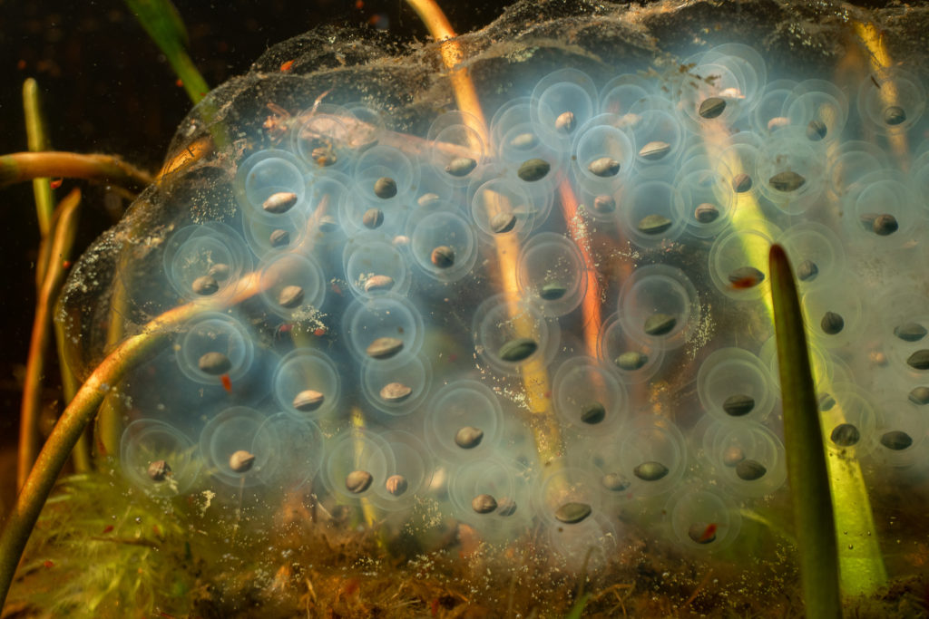 Vernal pools in Appalachia | Anabaptist World